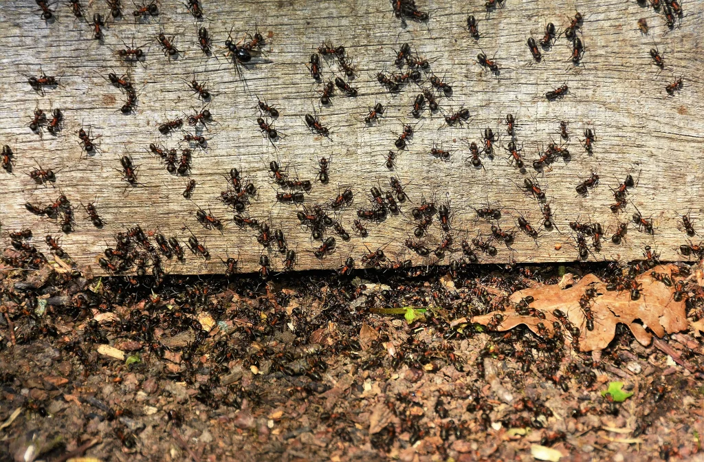 How to Pest Proof a Shed: Keep Mice Out of Storage Shed